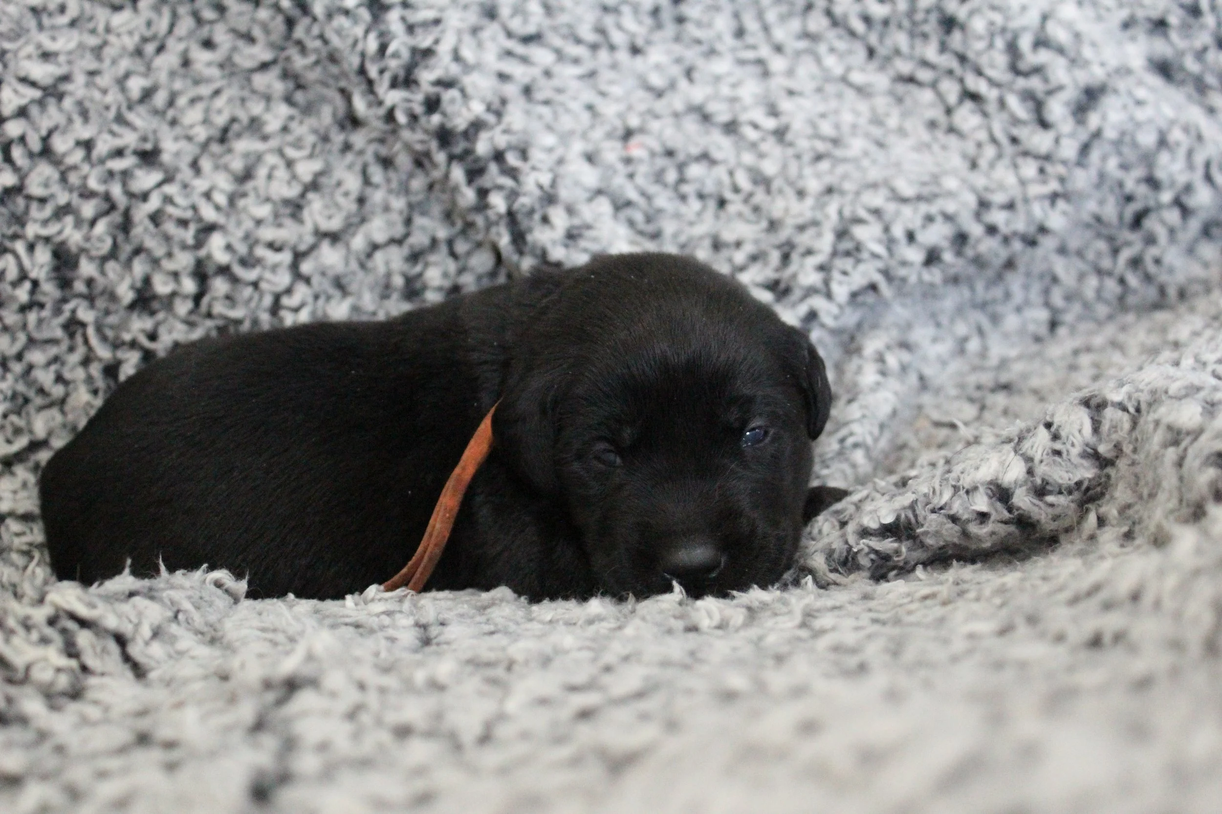Puppies — Trenlock Kennels & Retrievers