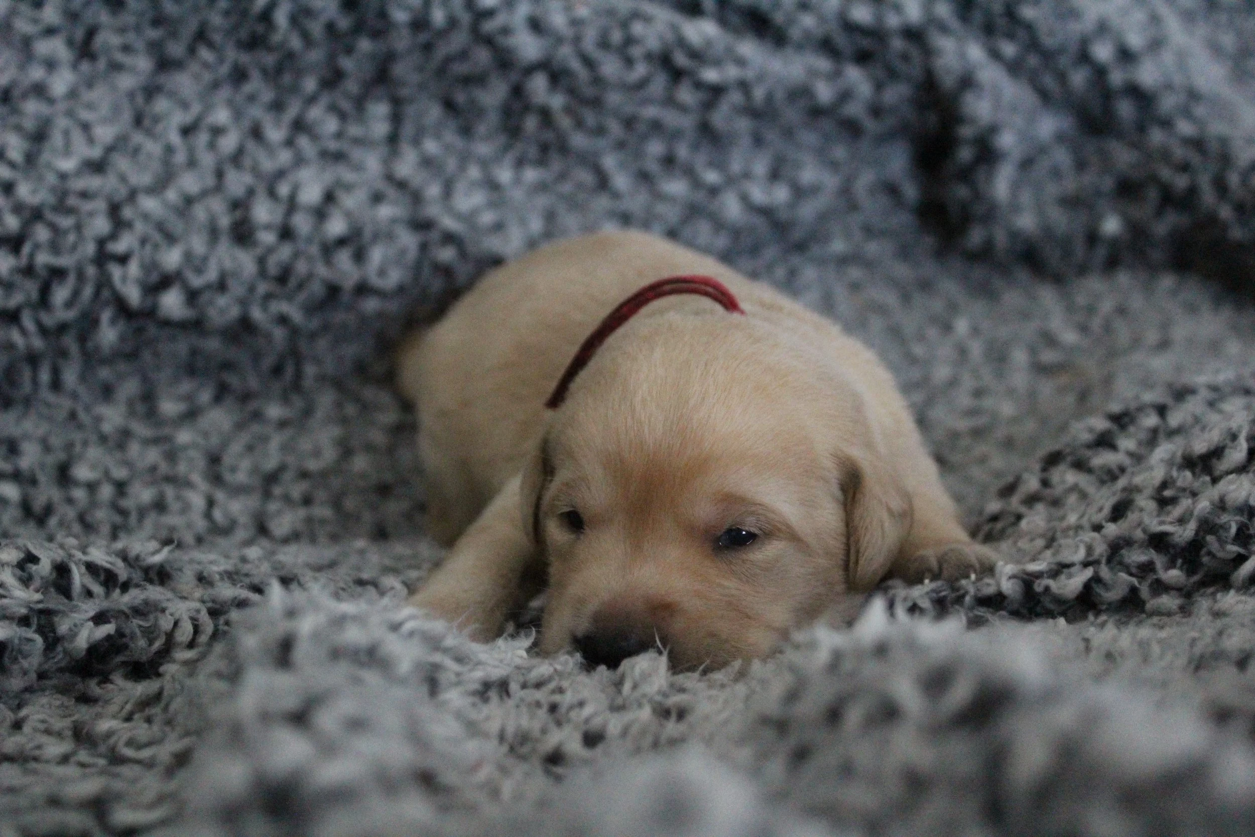 Puppies — Trenlock Kennels & Retrievers