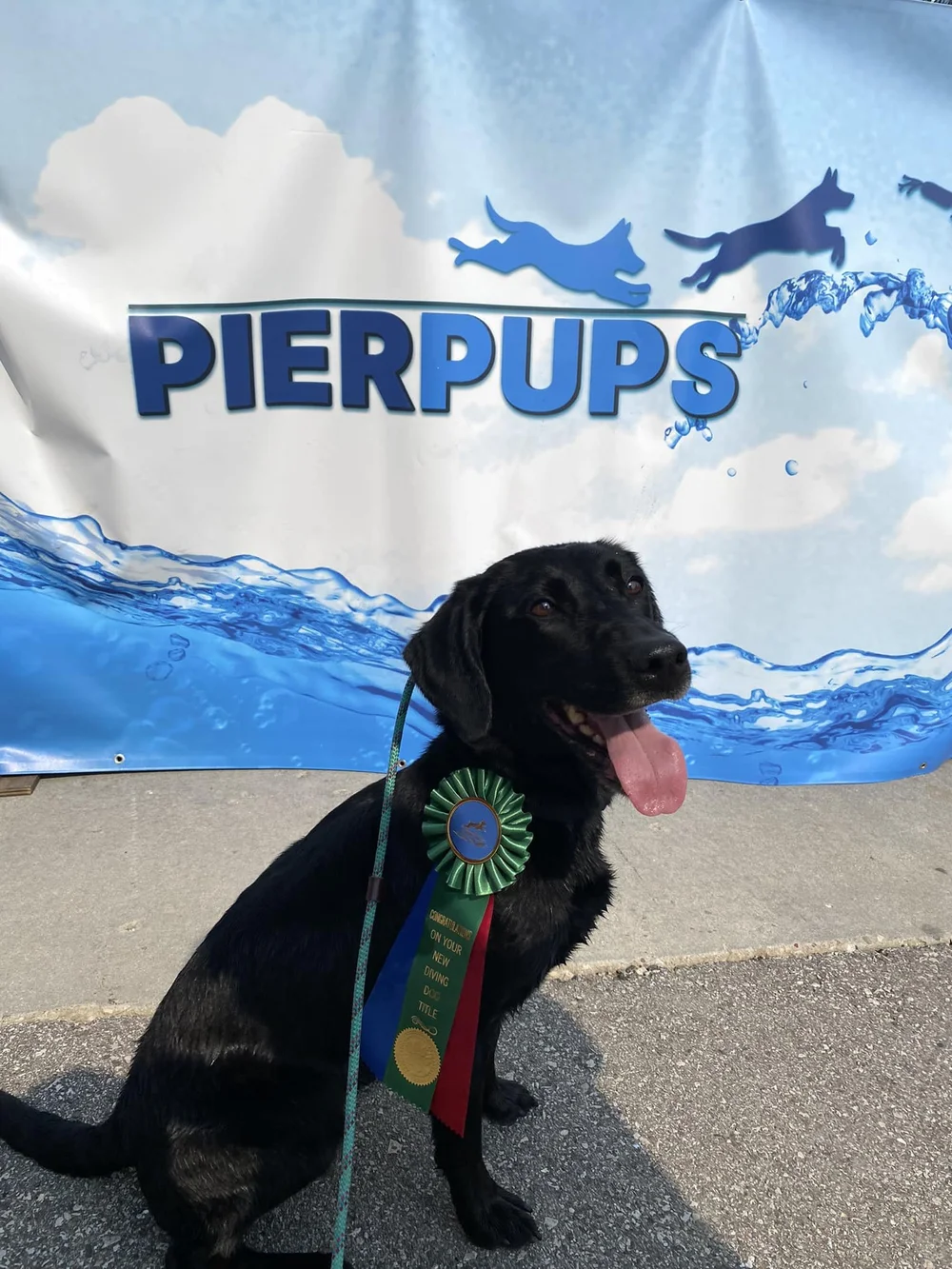 Bentley | Discover Quality, Health Tested Hunting Retrievers — Trenlock ...