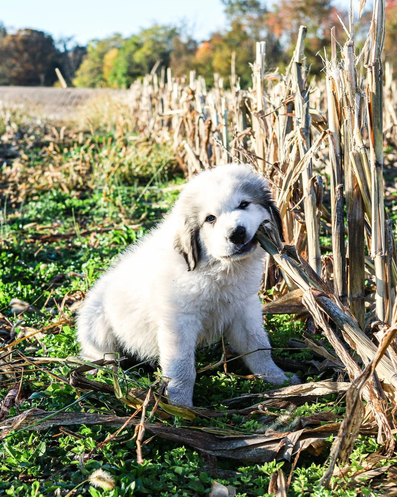Residents — Gettysburg Farmstead
