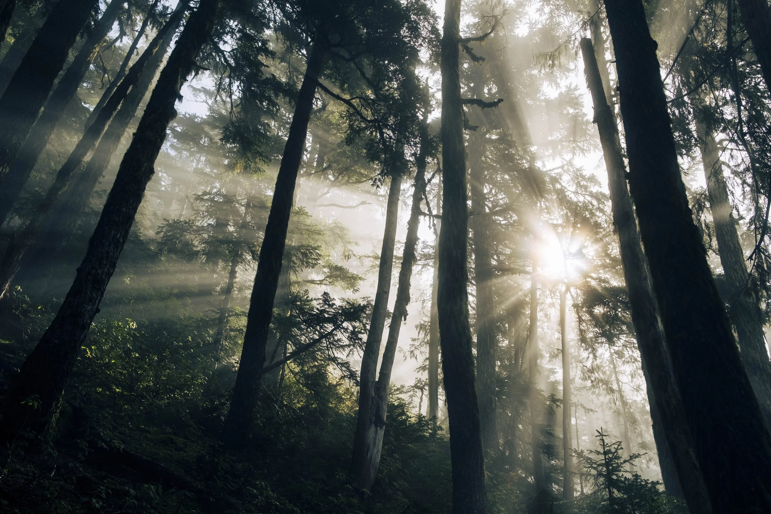 Coaching — Jonas Altman
