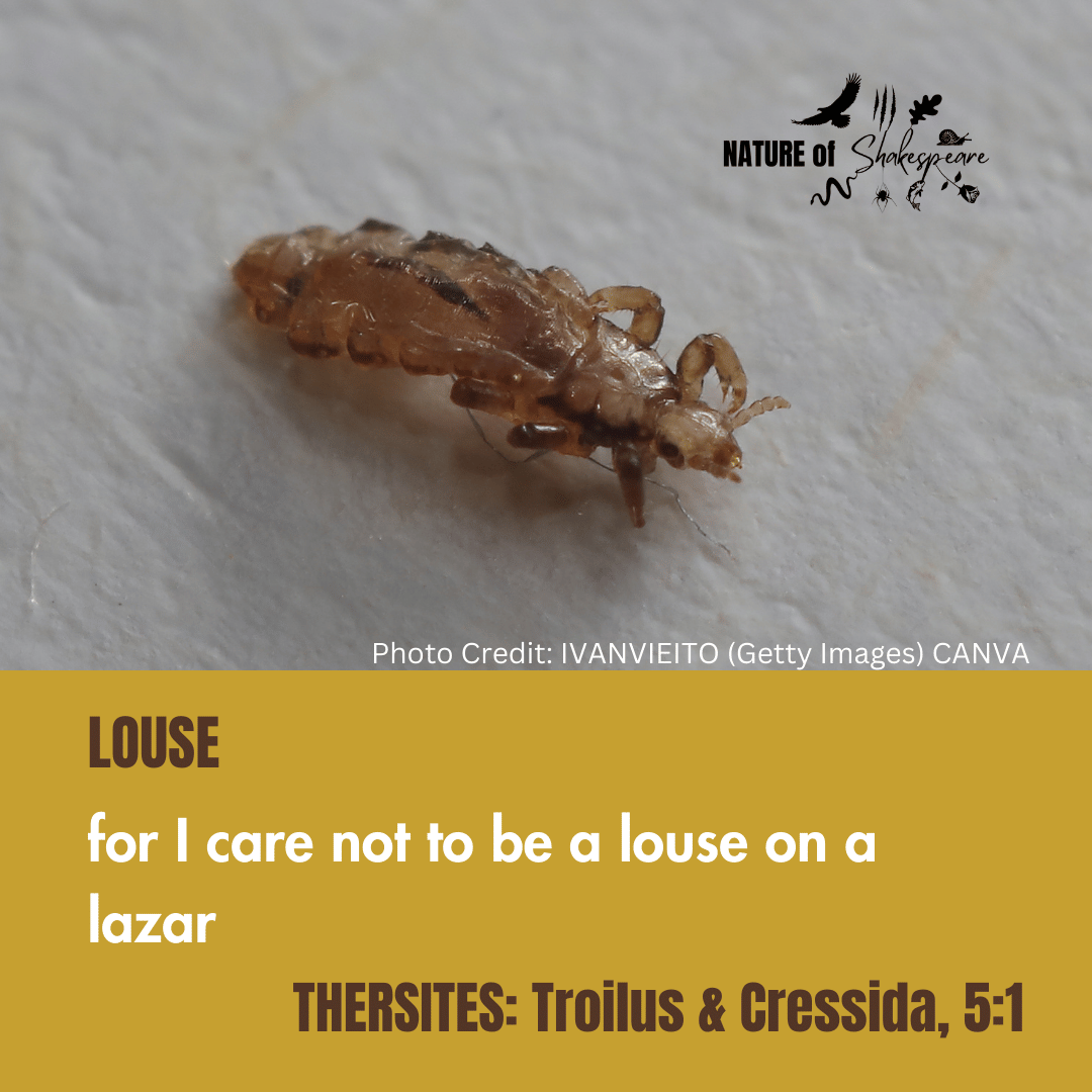 LOUSE — The Nature of Shakespeare
