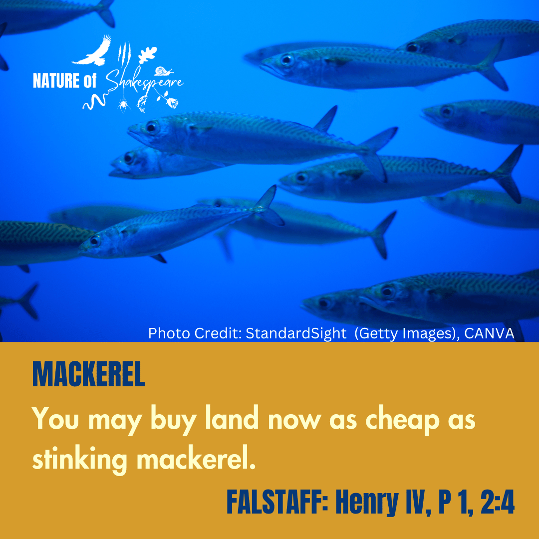 MACKEREL — The Nature of Shakespeare
