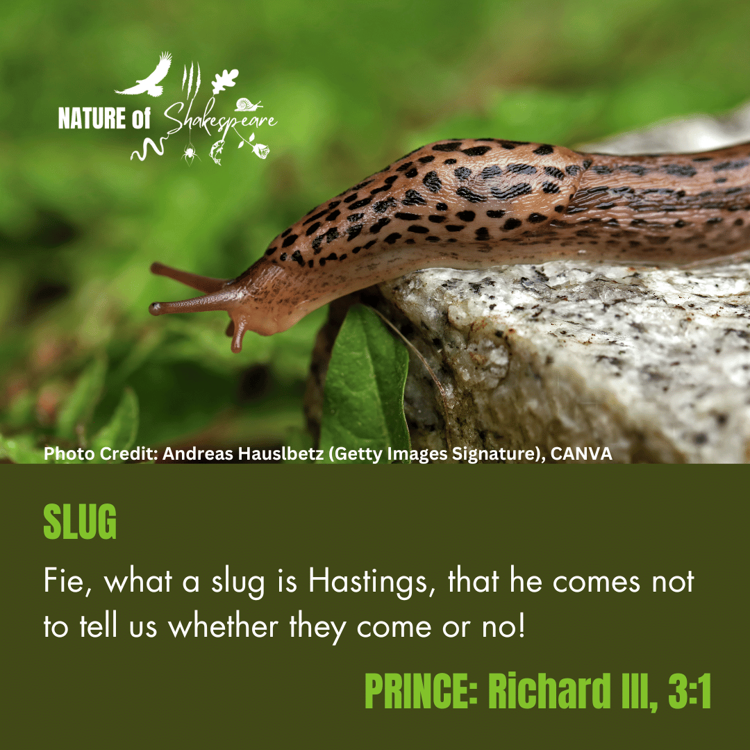 SLUG — The Nature of Shakespeare