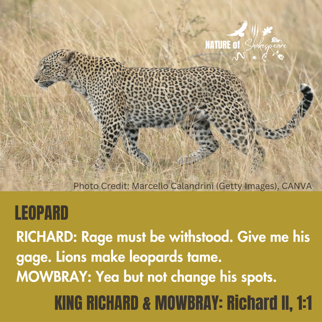 LEOPARD — The Nature of Shakespeare
