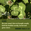 CLOVER — The Nature of Shakespeare