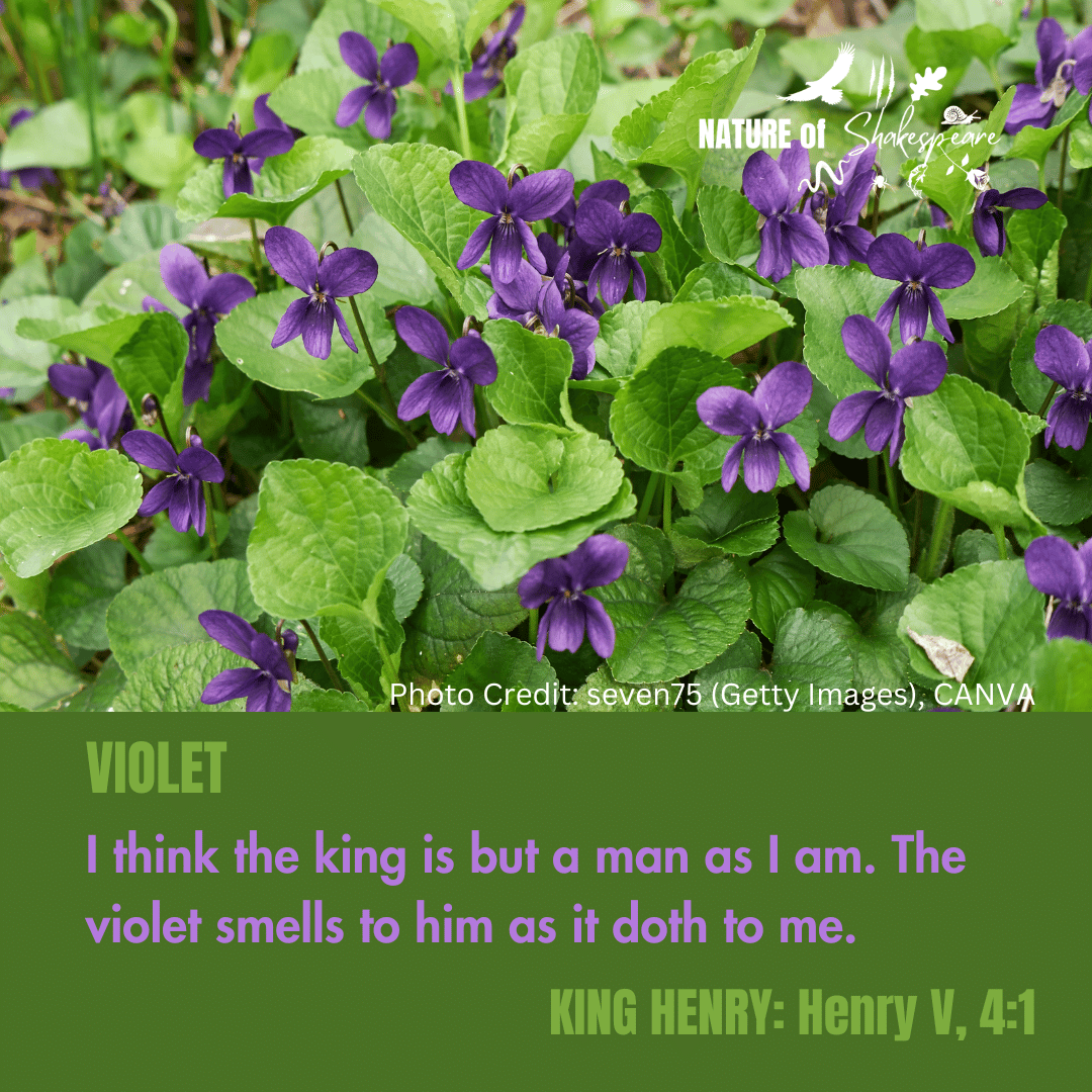 VIOLET — The Nature of Shakespeare