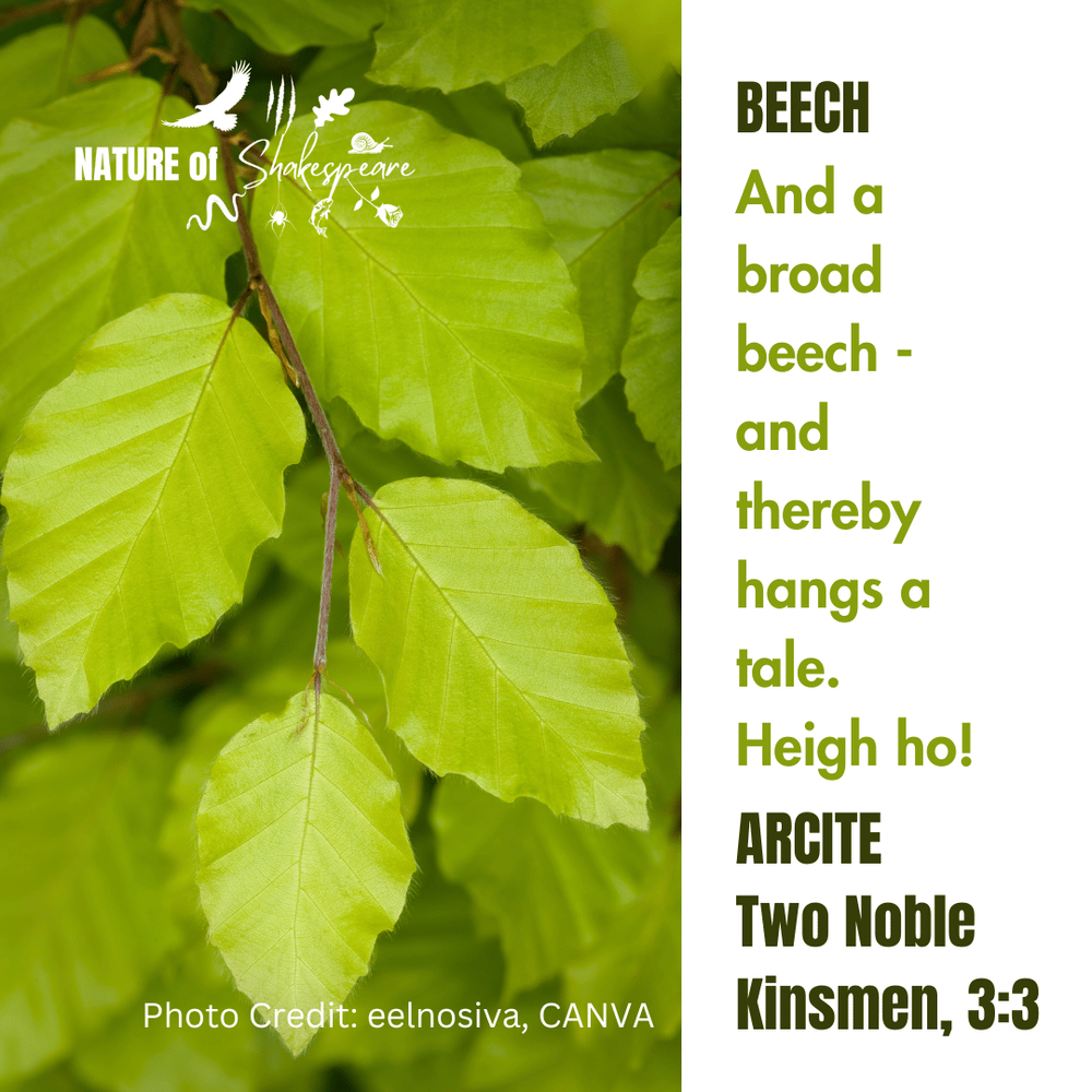 BEECH — The Nature of Shakespeare