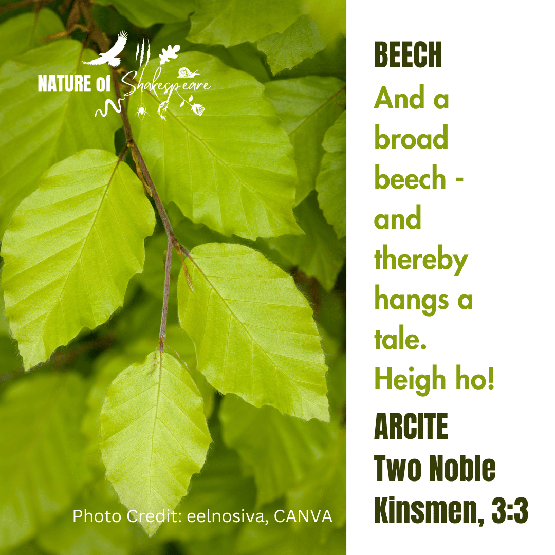 BEECH — The Nature of Shakespeare