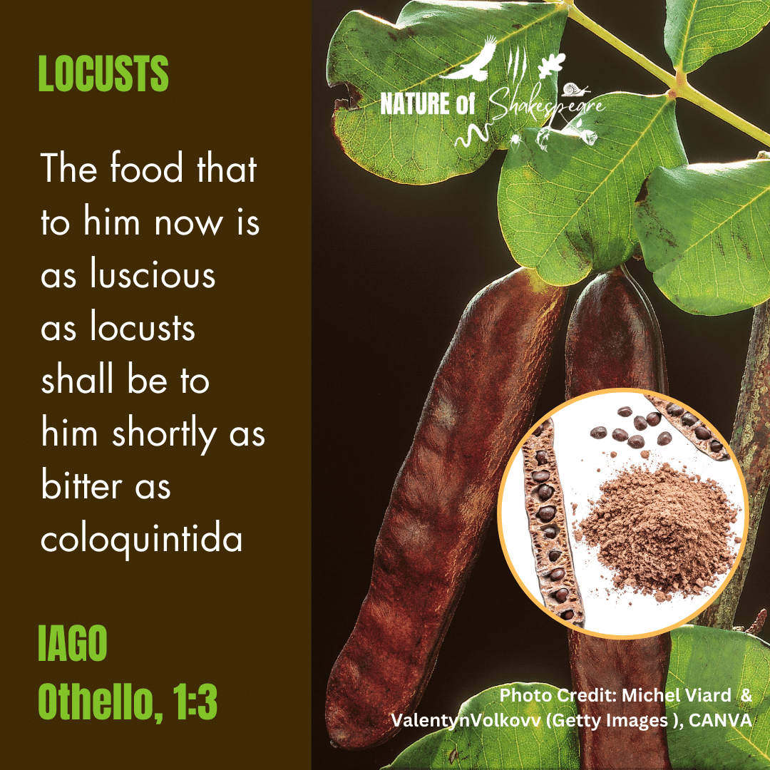 LOCUSTS (Carob) — The Nature of Shakespeare
