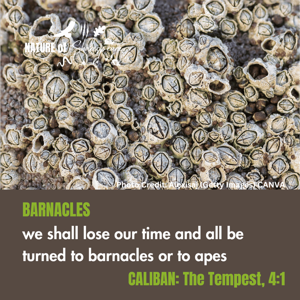 Barnacle — The Nature of Shakespeare