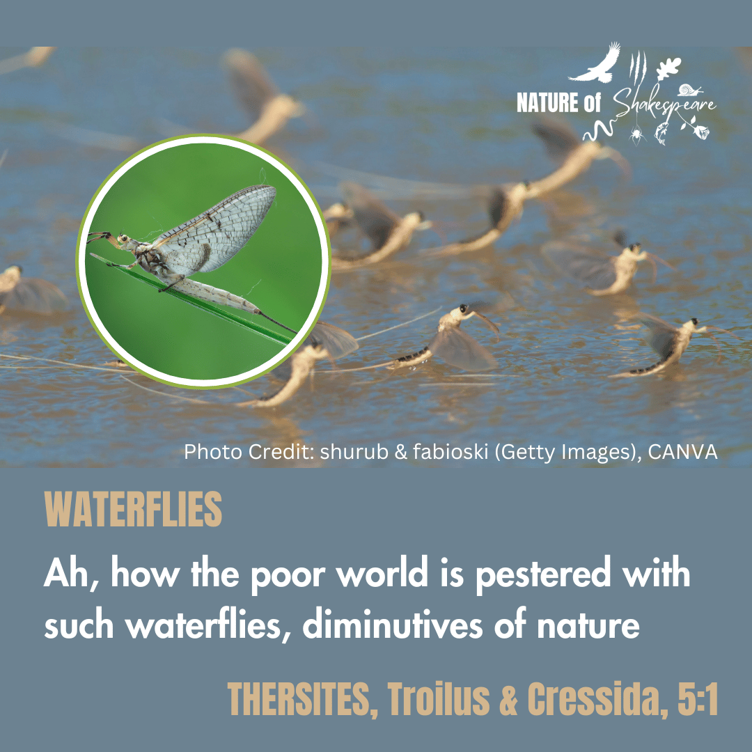 WATERFLIES — The Nature of Shakespeare