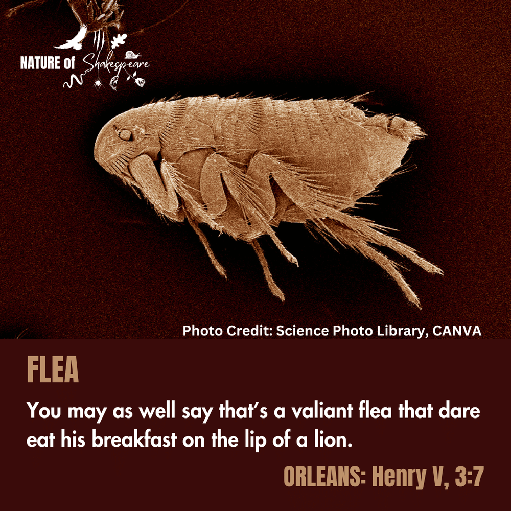 FLEA — The Nature of Shakespeare