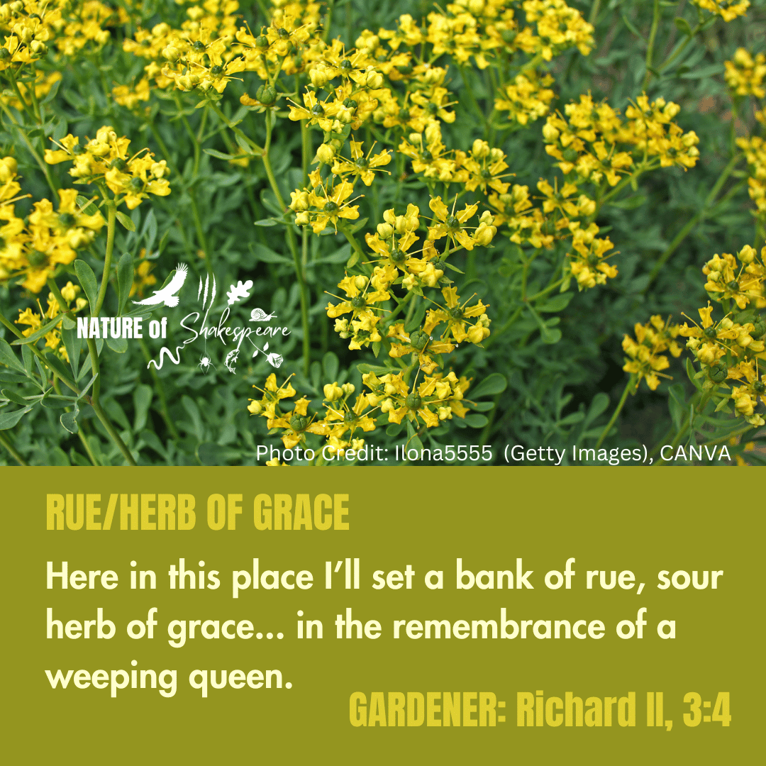 RUE — The Nature of Shakespeare