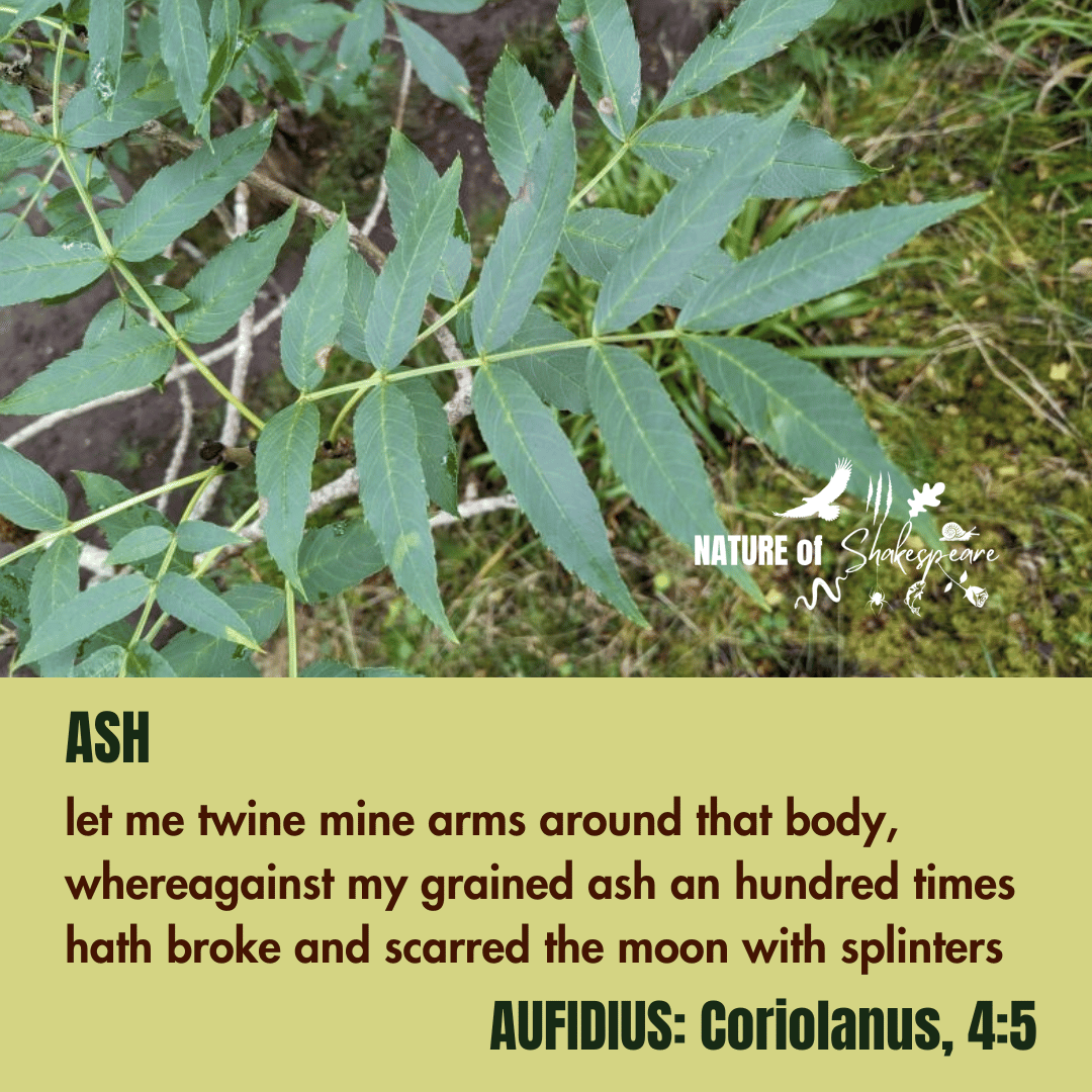 ASH — The Nature of Shakespeare