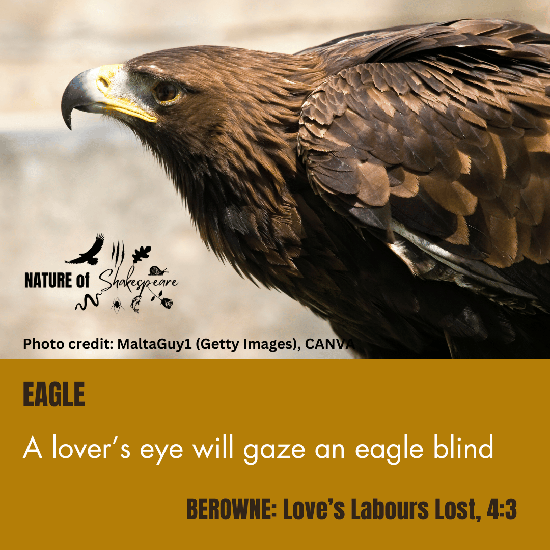 Eagle — The Nature of Shakespeare