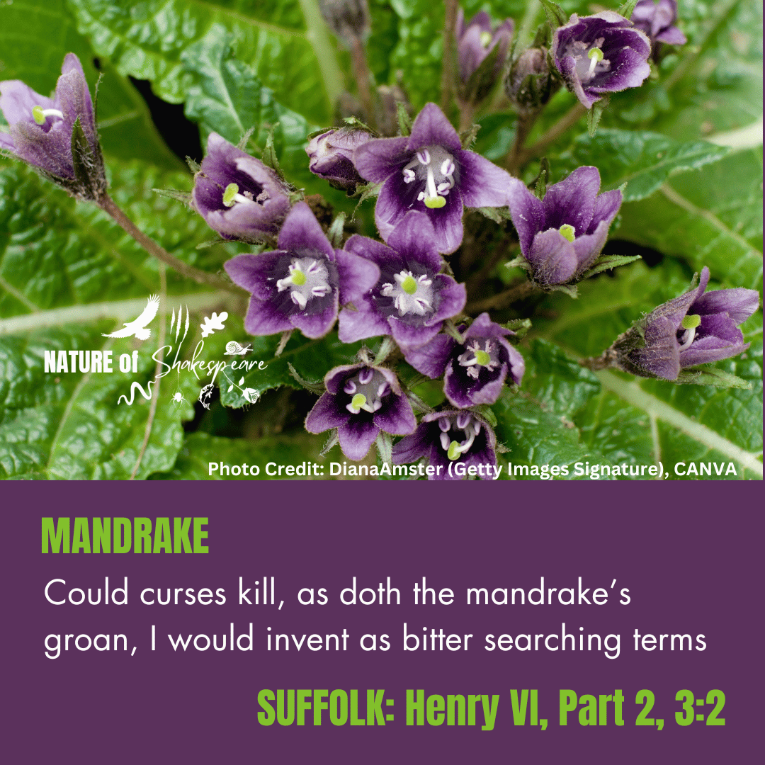 MANDRAKE — The Nature of Shakespeare