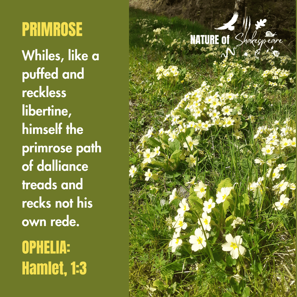 PRIMROSE — The Nature of Shakespeare