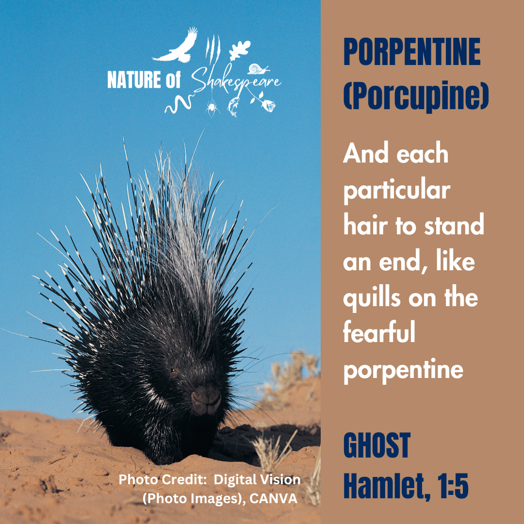 PORPENTINE (Porcupine) — The Nature of Shakespeare