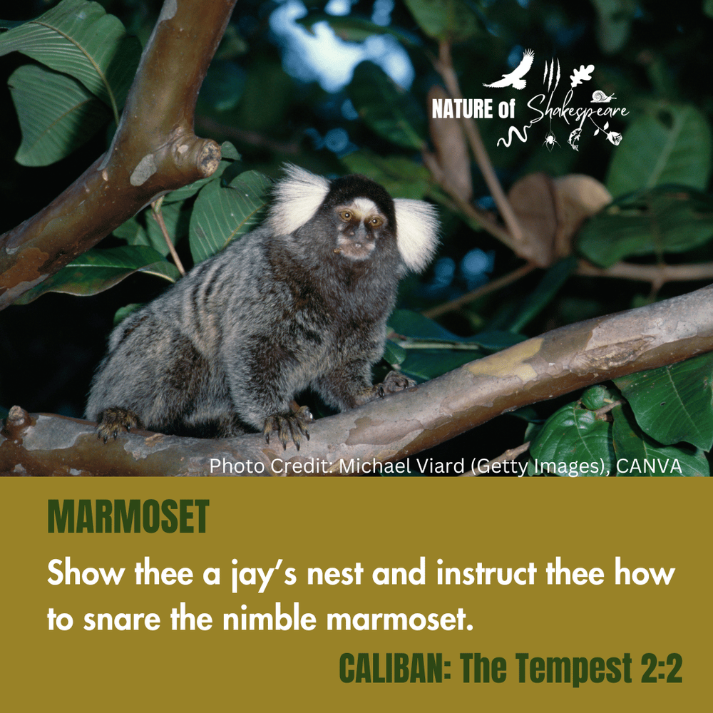 MARMOSET — The Nature of Shakespeare