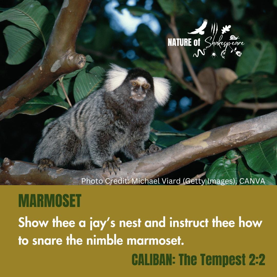 MARMOSET — The Nature of Shakespeare