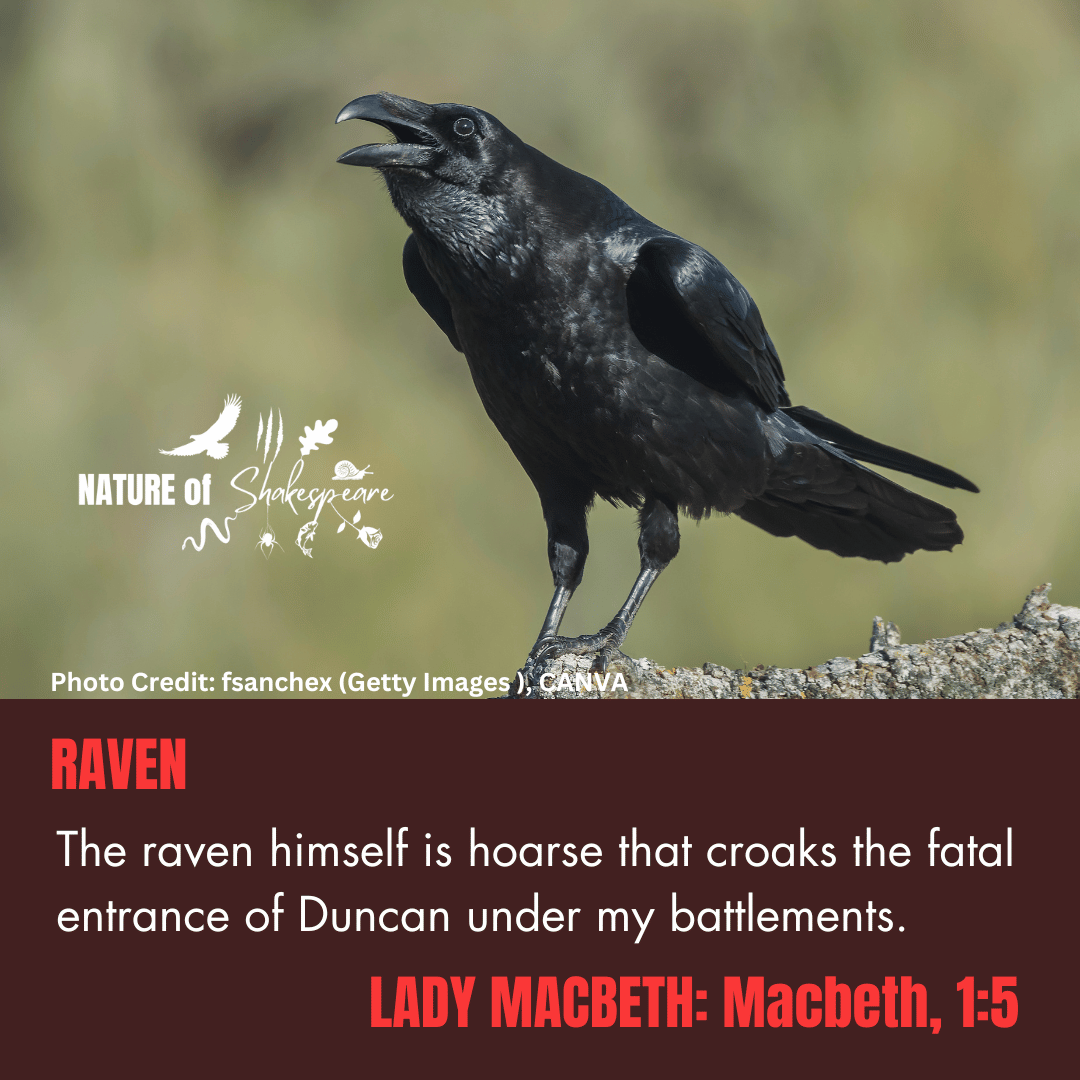 RAVEN — The Nature of Shakespeare