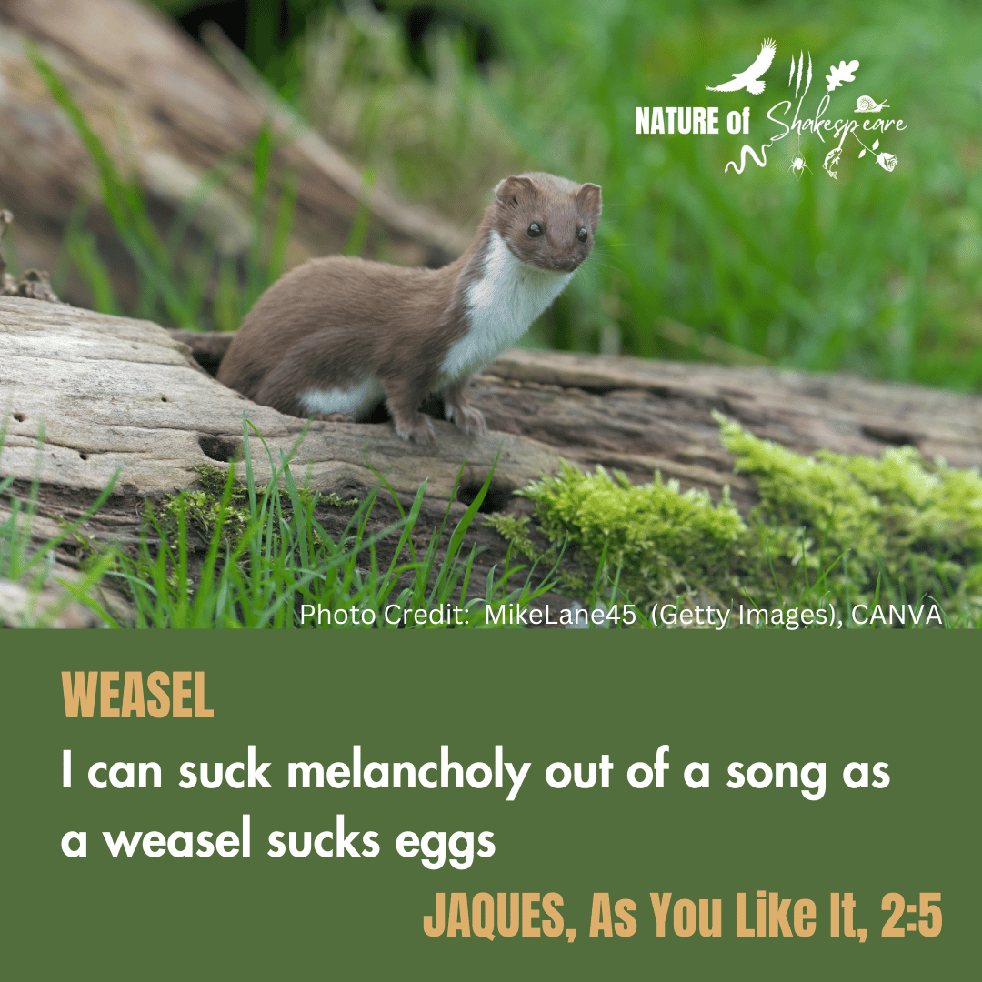 WEASEL — The Nature of Shakespeare