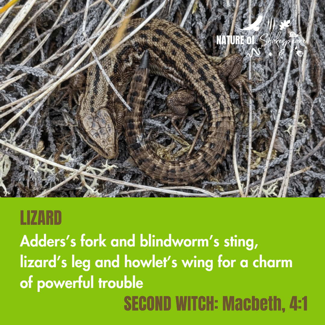 LIZARD — The Nature of Shakespeare