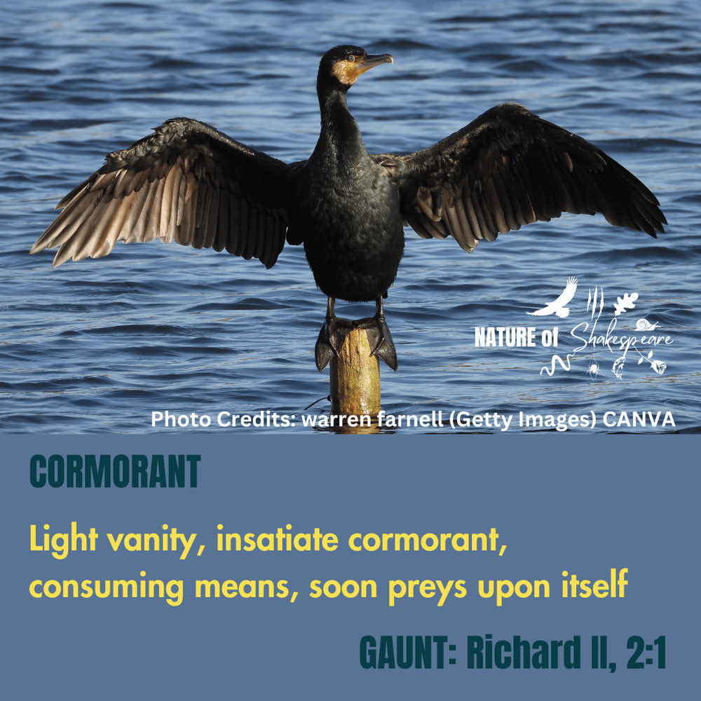 CORMORANT — The Nature of Shakespeare