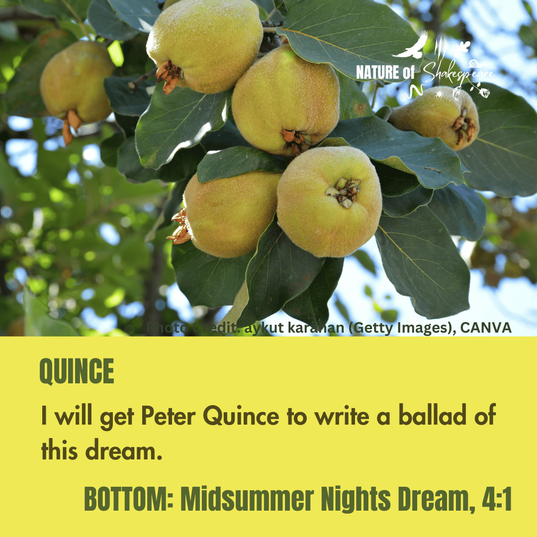 QUINCE — The Nature of Shakespeare
