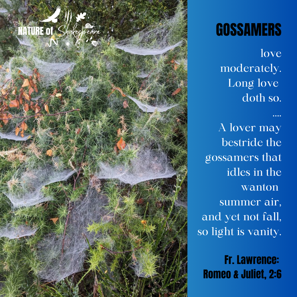 Gossamers — The Nature of Shakespeare