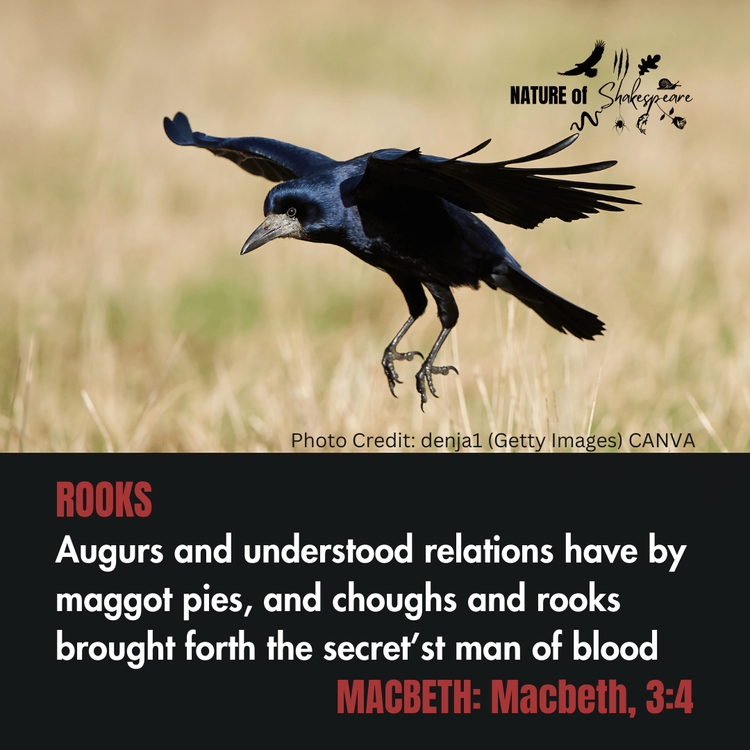 ROOK — The Nature of Shakespeare