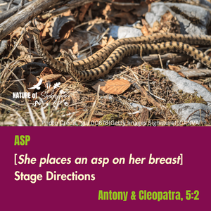 ASP — The Nature of Shakespeare