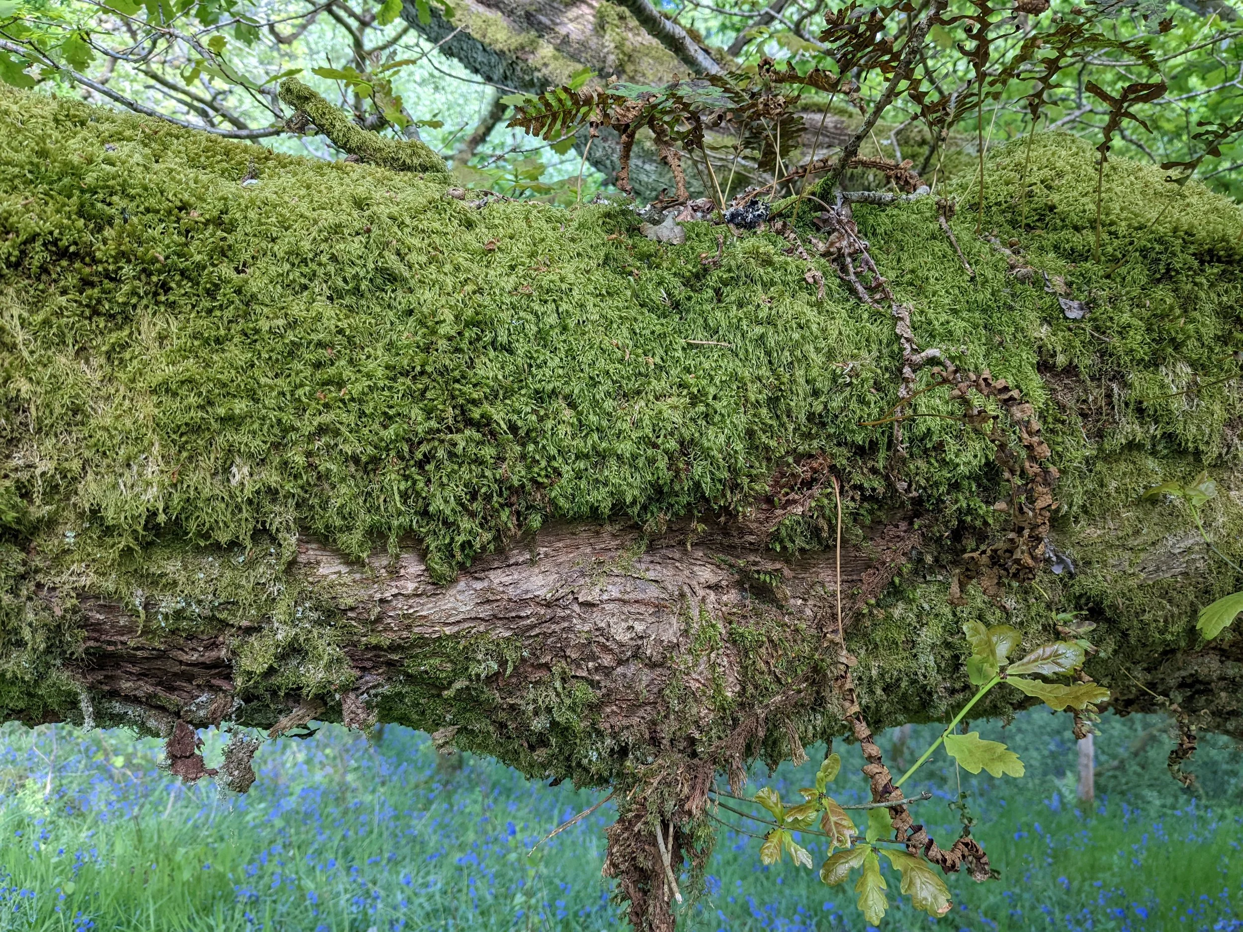 The Nature of Shakespeare