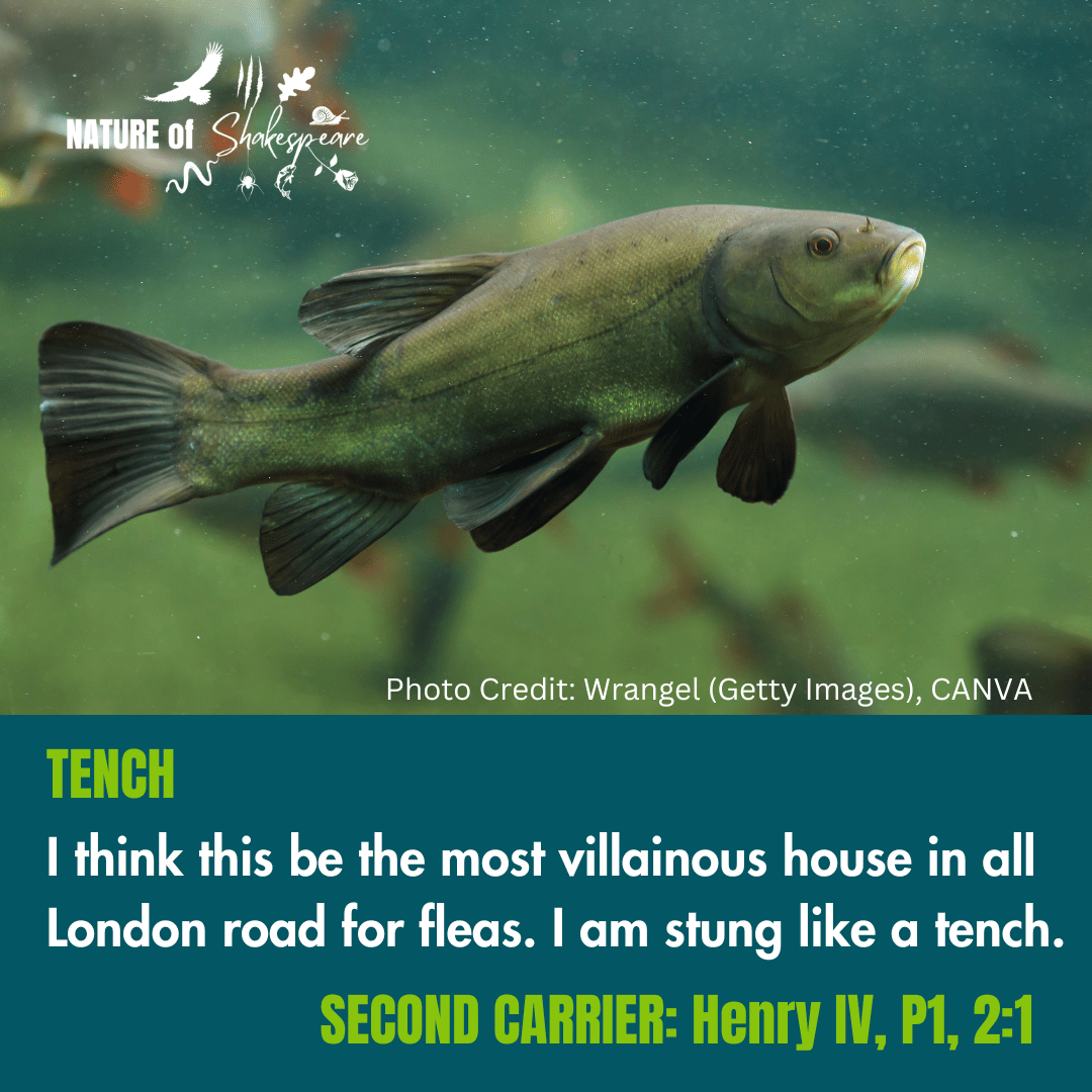TENCH — The Nature of Shakespeare