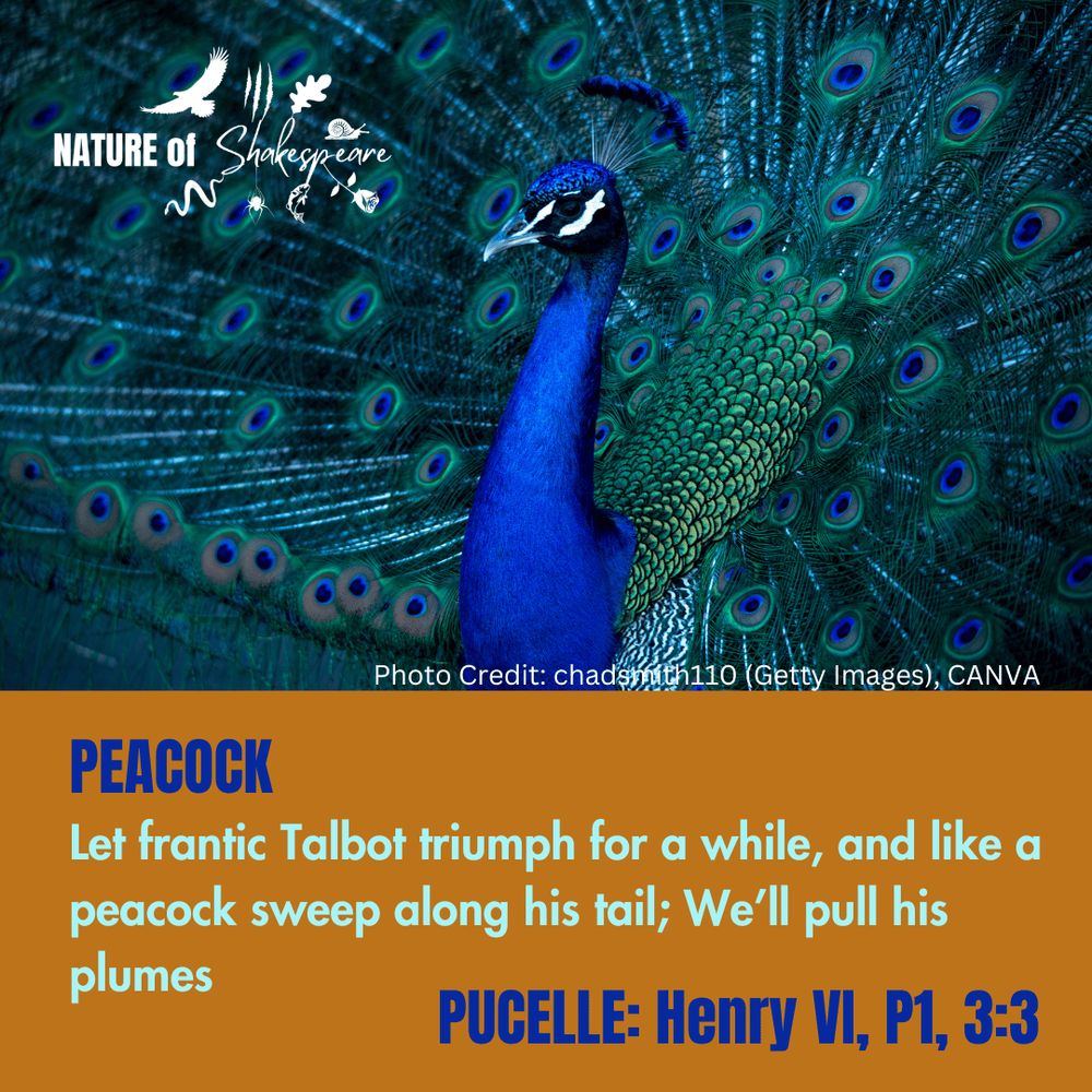 PEACOCK — The Nature of Shakespeare
