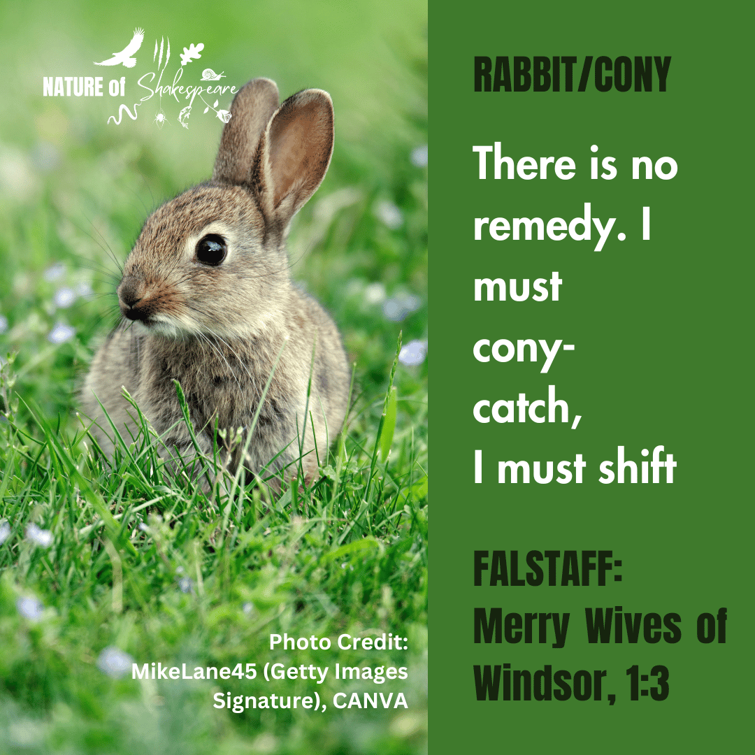 RABBIT/CONY — The Nature of Shakespeare