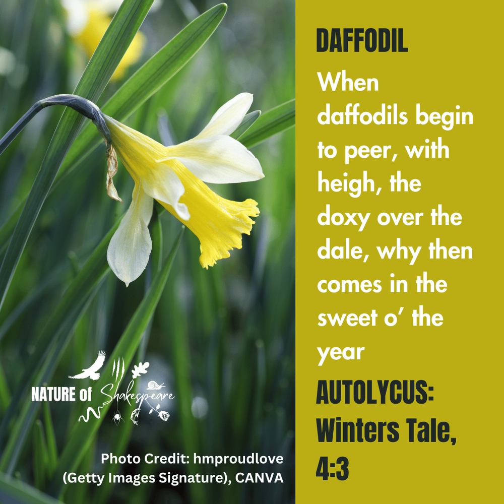 DAFFODIL — The Nature of Shakespeare