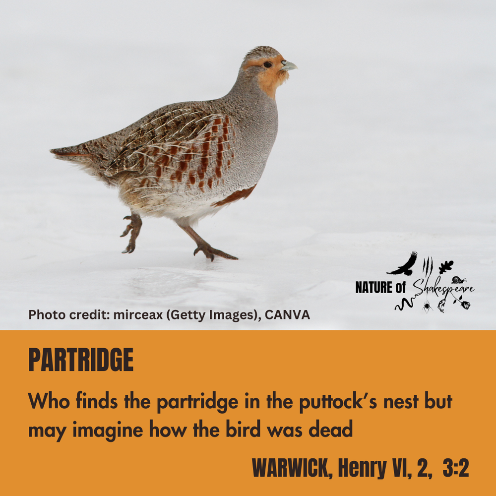 PARTRIDGE — The Nature of Shakespeare