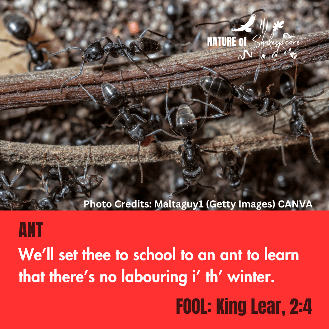 ANT/PISMIRE — The Nature of Shakespeare
