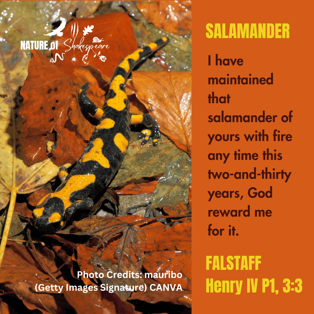 SALAMANDER — The Nature of Shakespeare