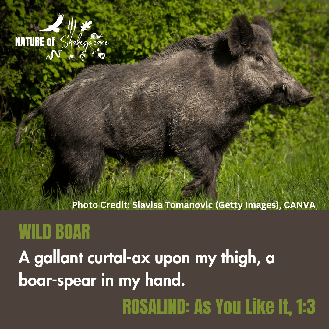 WILD BOAR — The Nature of Shakespeare