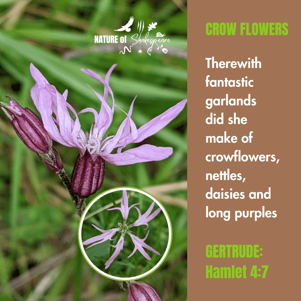 CROWFLOWERS — The Nature of Shakespeare