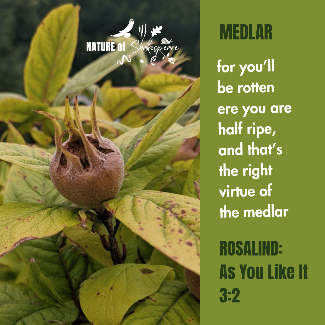 MEDLAR — The Nature of Shakespeare