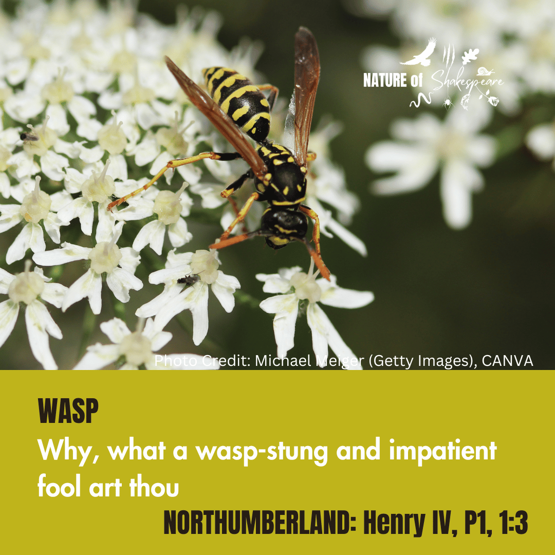 WASP — The Nature of Shakespeare