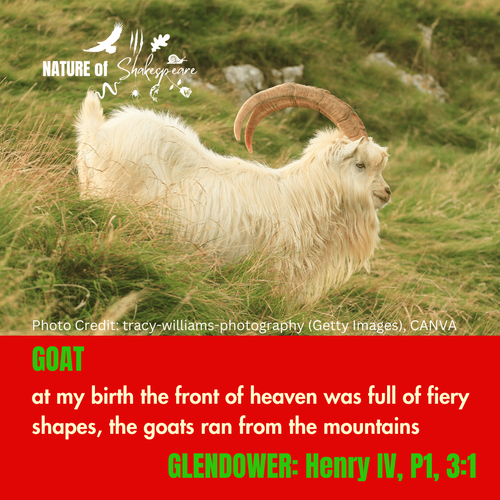 GOAT — The Nature of Shakespeare