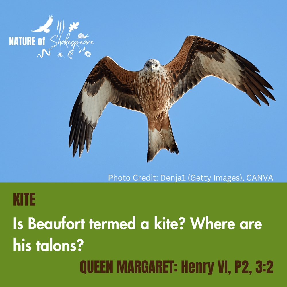 KITE — The Nature of Shakespeare