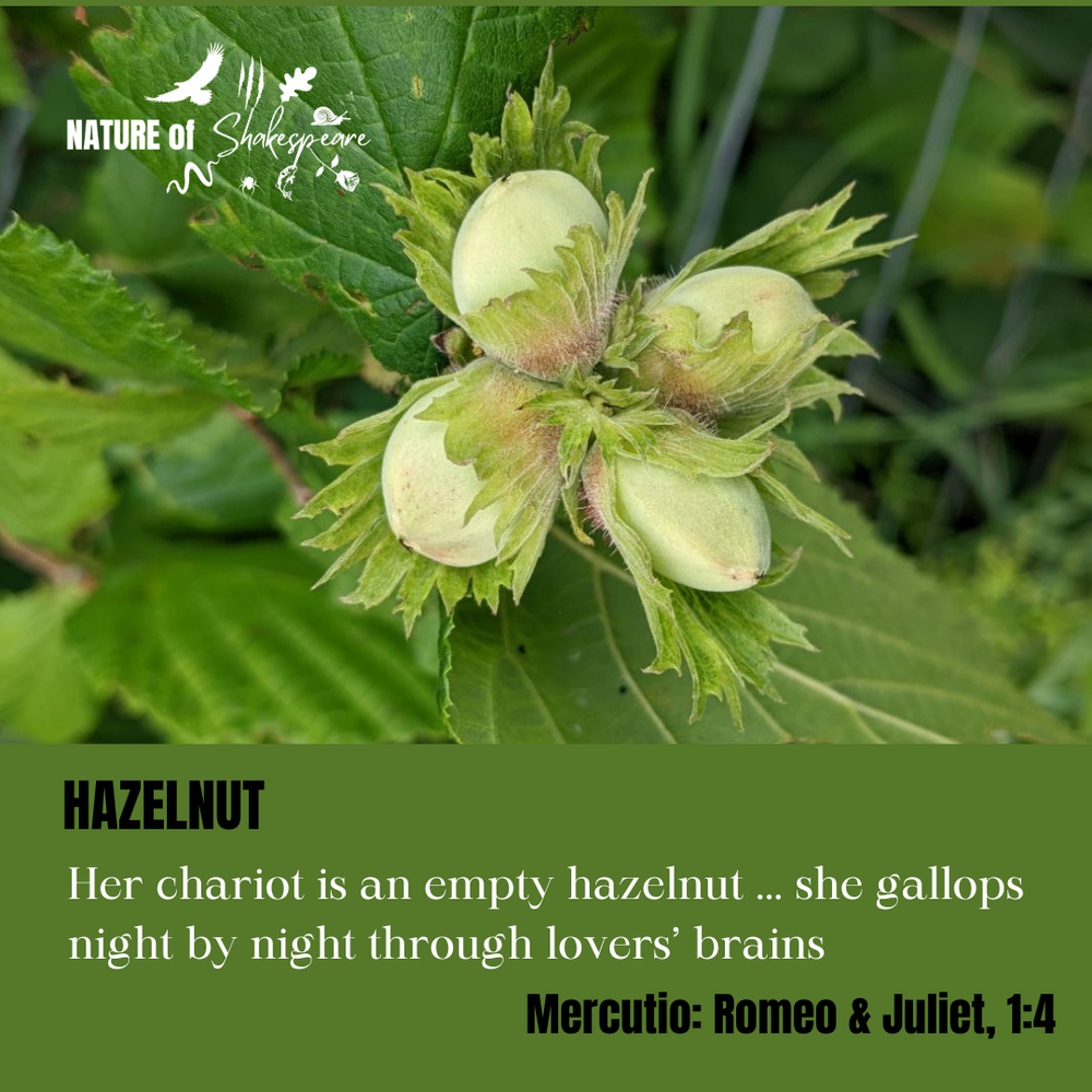 Hazelnut — The Nature of Shakespeare