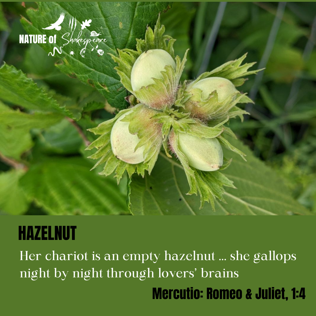 Hazelnut — The Nature of Shakespeare