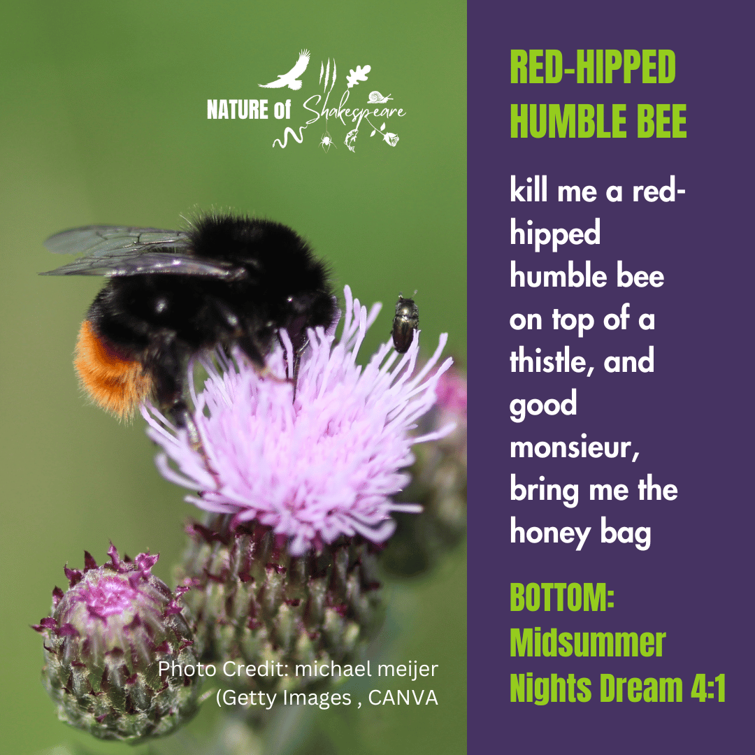 RED-HIPPED HUMBLE-BEE — The Nature of Shakespeare